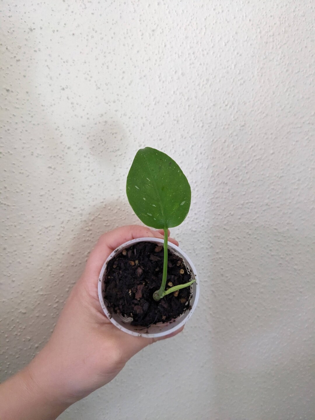 Monstera THAI CONSTELLATION, Node Grown, Exact Plant - Etsy