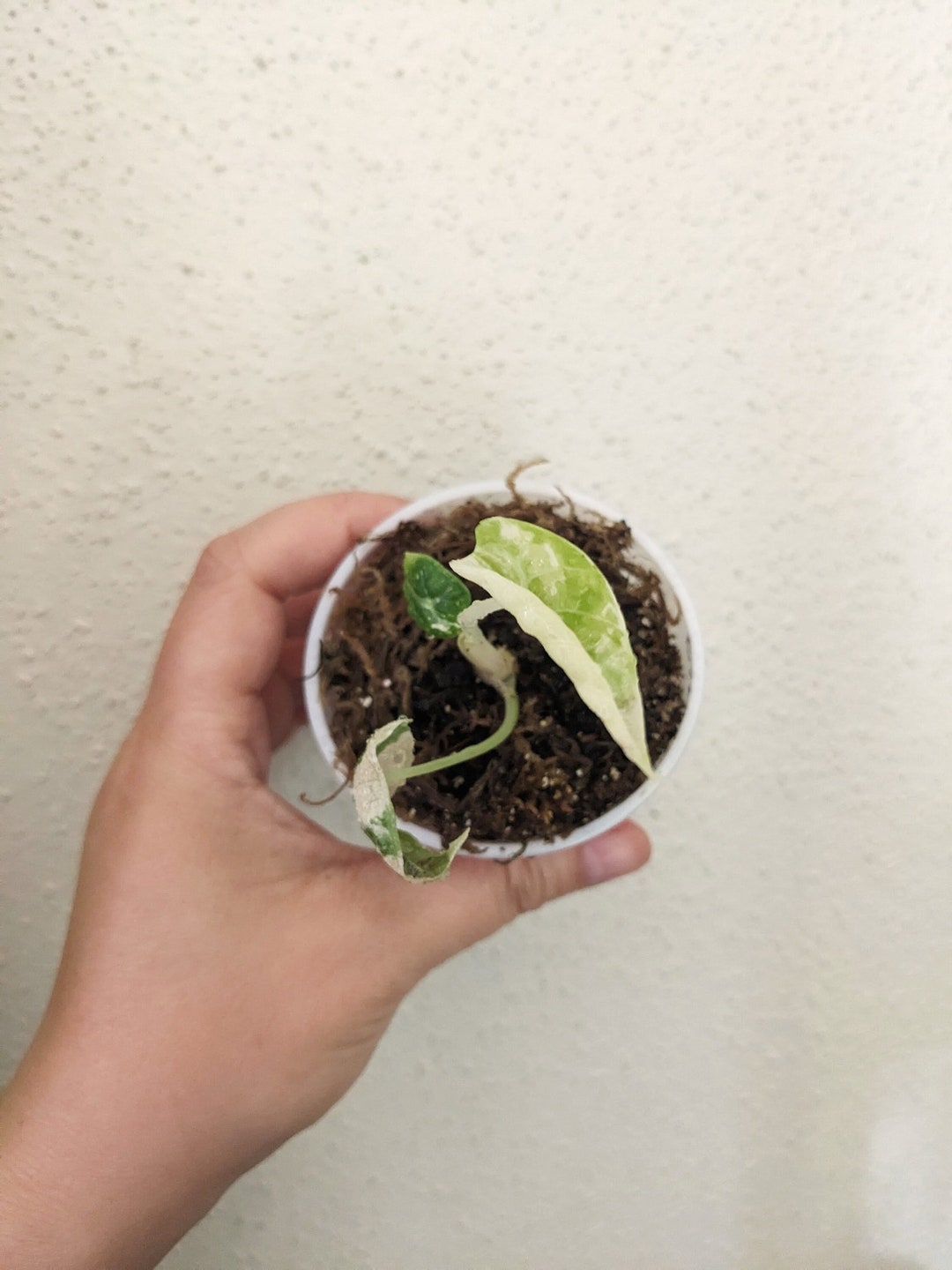 Alocasia WATSONIANA Variegated, Exact Plant - Etsy