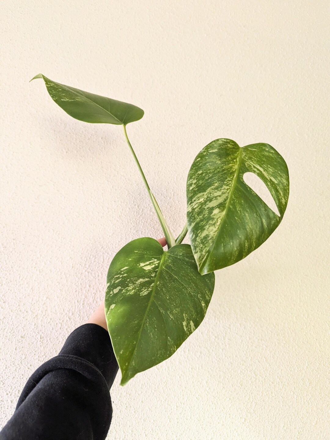 MONSTERA ALBO Variegata "mint"?, Exact Plant - Etsy