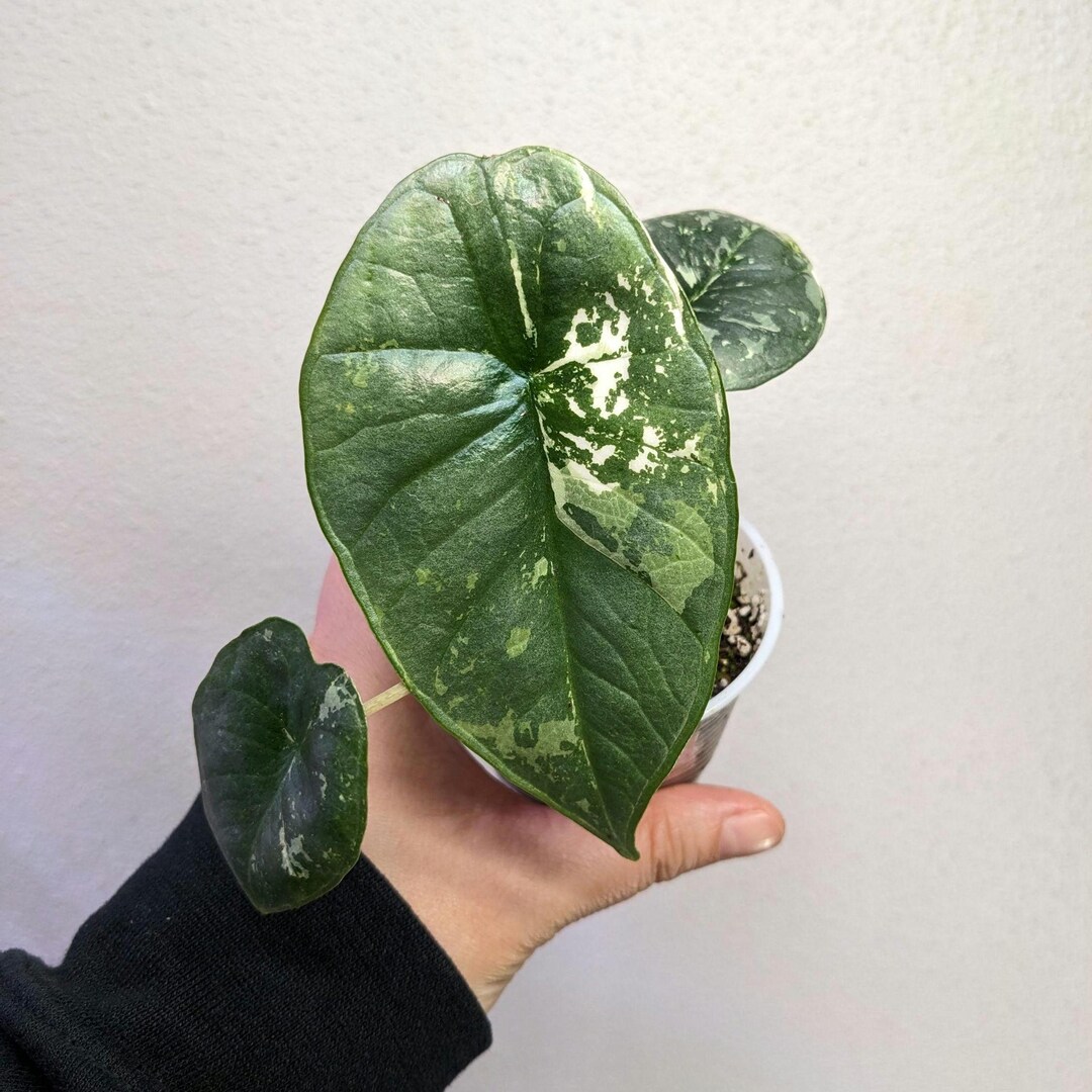 Alocasia BISMA "platinum" Variegated, Exact Plant - Etsy