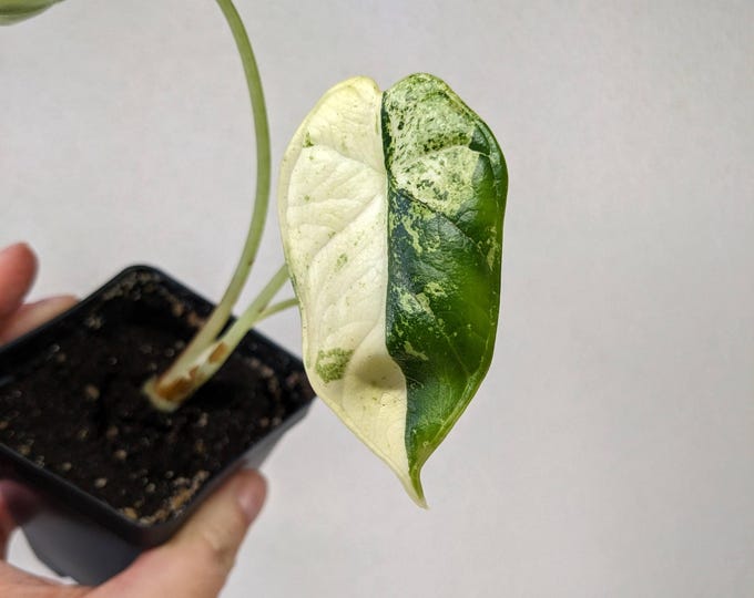 Alocasia DRAGON SCALE Mint Variegated, Exact Plant - Etsy