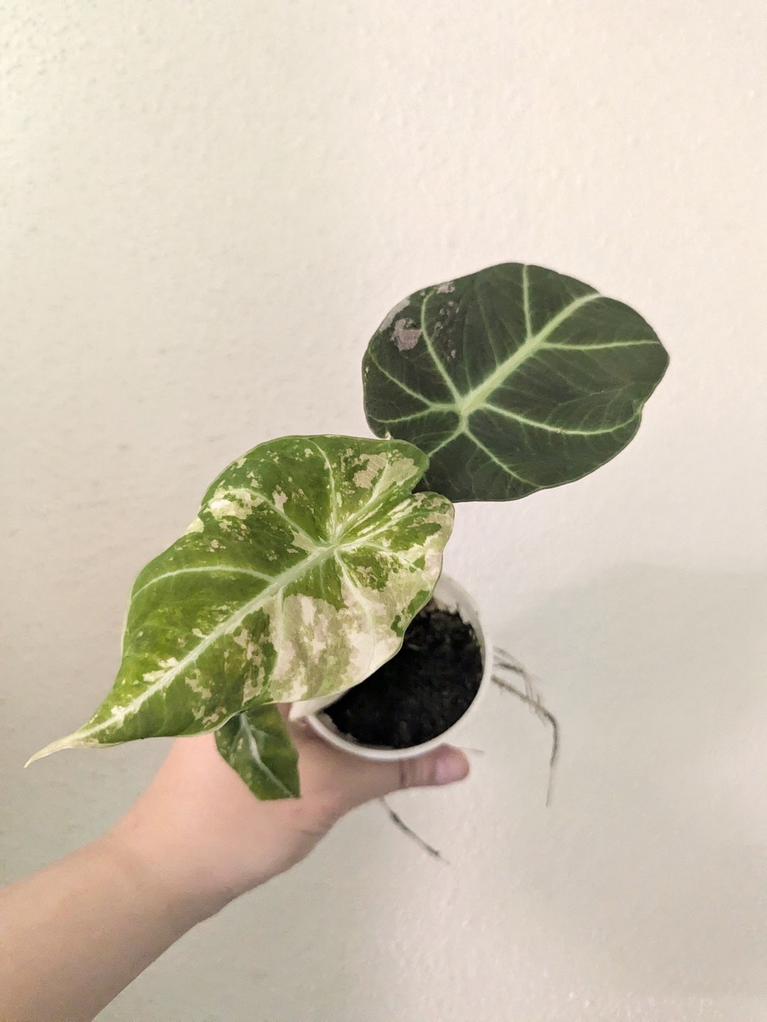Alocasia Variegated BLACK VELVET, Exact Plant - Etsy
