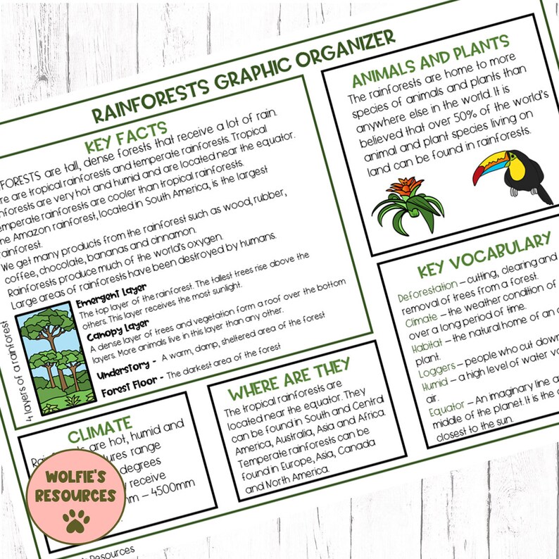 Rainforest Vocabulary Activities - Etsy