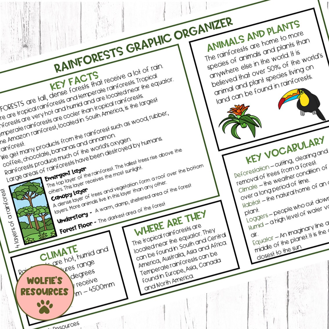 Rainforest Vocabulary Activities - Etsy