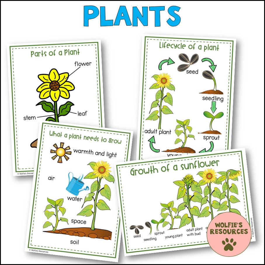 50 Science Posters for Kindergarten and Homeschool - Etsy