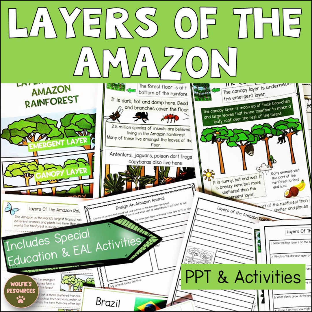 Amazon Rainforest Layers, - Etsy