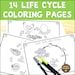 Life Cycle Wheels: Animal & Plant Learning Activity - Etsy