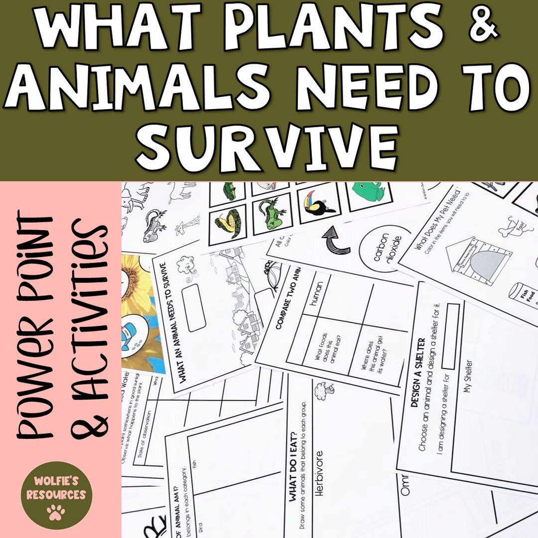 What Animals and Plants Need to Survive Kindergarten - Etsy