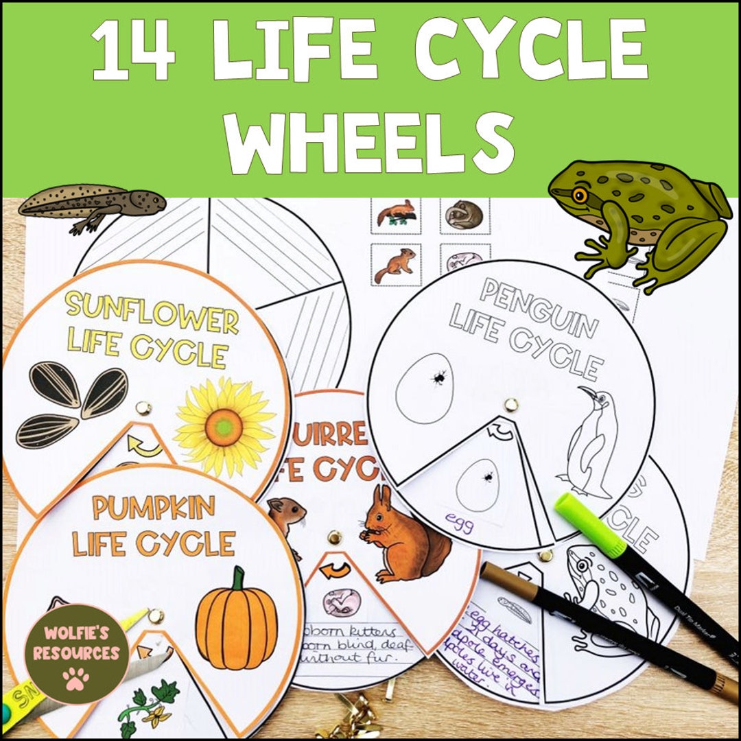 Life Cycle Wheels: Animal & Plant Learning Activity - Etsy