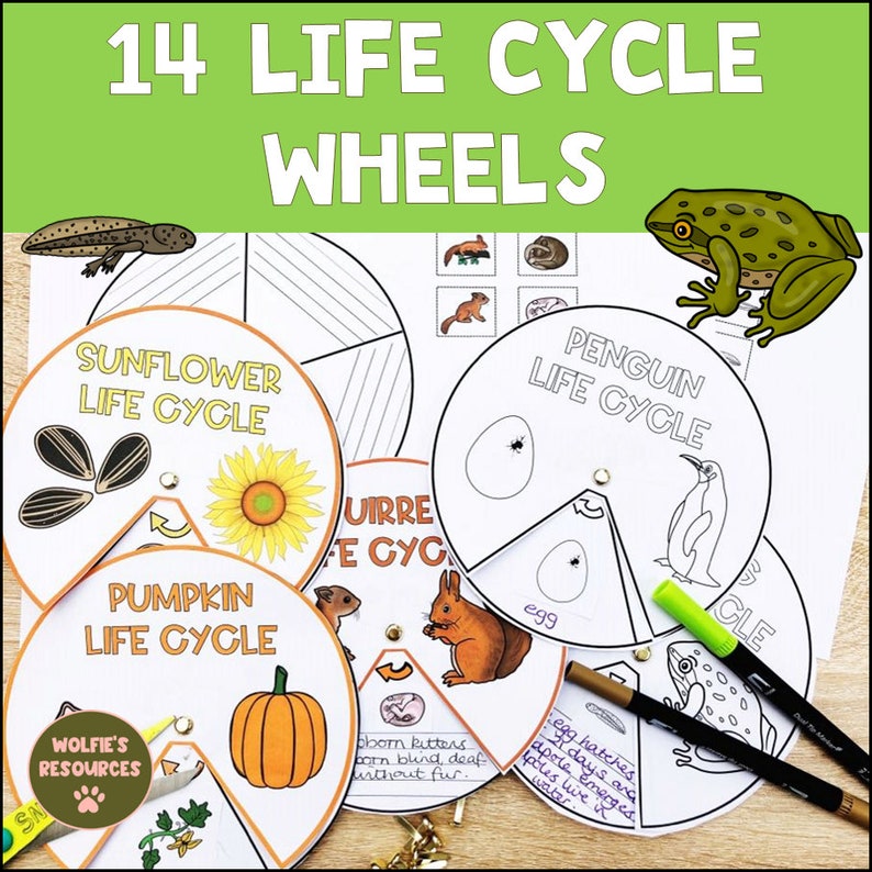 Life Cycle Wheels: Animal & Plant Learning Activity - Etsy