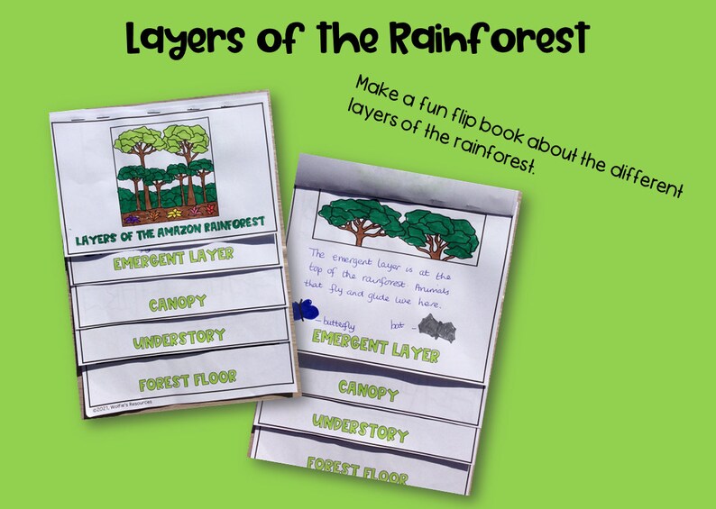 Amazon Rainforest Layers, - Etsy