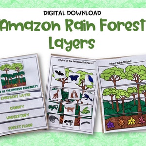 Amazon Rainforest Layers | Etsy