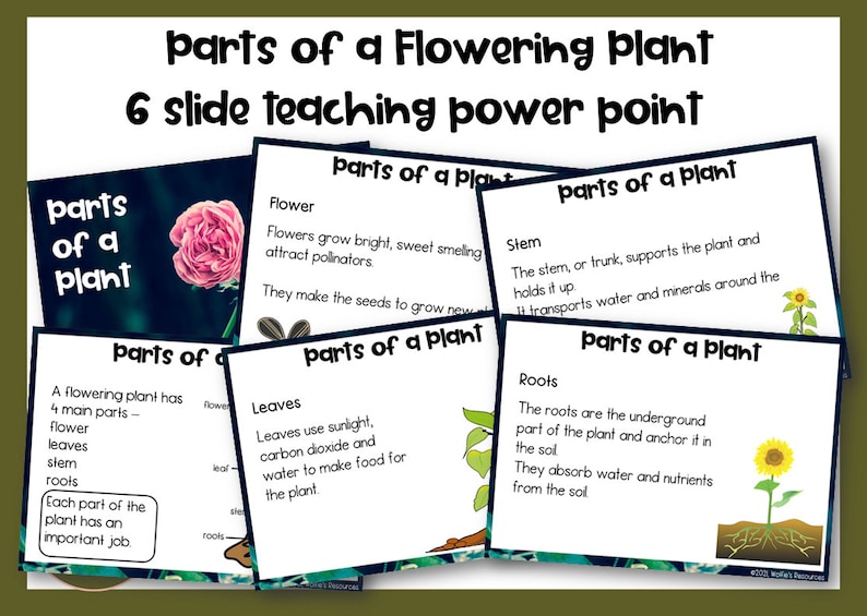 Parts of A Plant - Etsy