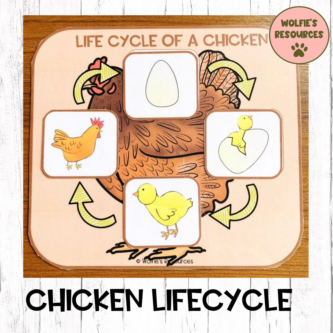 Life Cycle Game - Etsy
