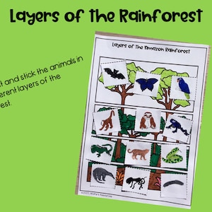 Amazon Rainforest Layers, - Etsy