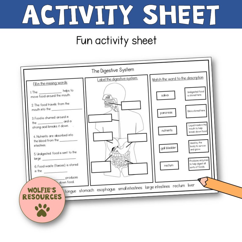 The Digestive System Printables, Worksheets, Activities, Homeschool - Etsy