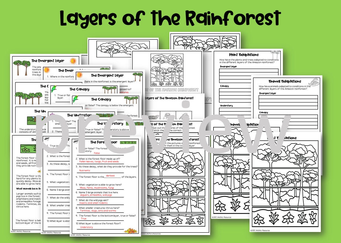 Rainforest Layers Worksheet