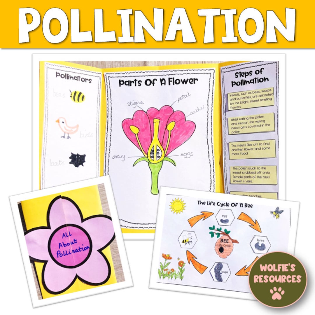 Pollination Teaching Slides & Activities: Flower Anatomy, Life Cycles ...