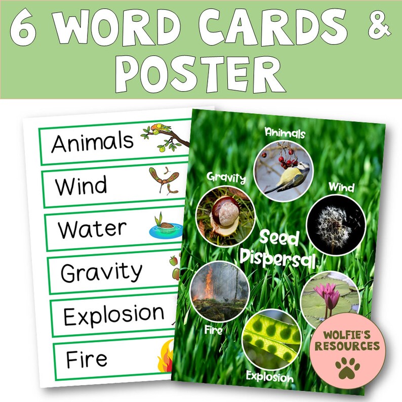 Seed Dispersal - Etsy