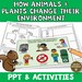 How Animals Change Their Environment - Etsy