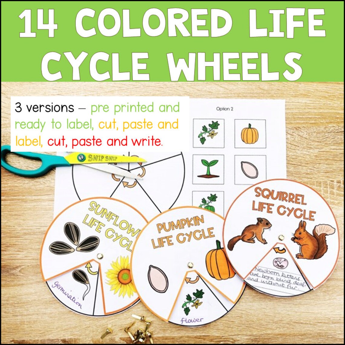 Life Cycle Wheels | 14 Life Cycle Wheels - Etsy