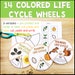 Life Cycle Wheels: Animal & Plant Learning Activity - Etsy