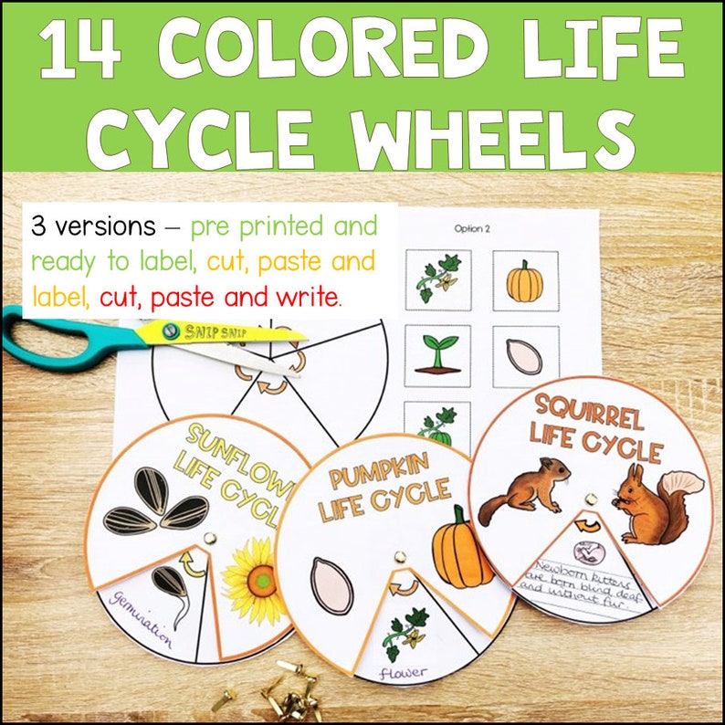 Life Cycle Wheels: Animal & Plant Learning Activity - Etsy