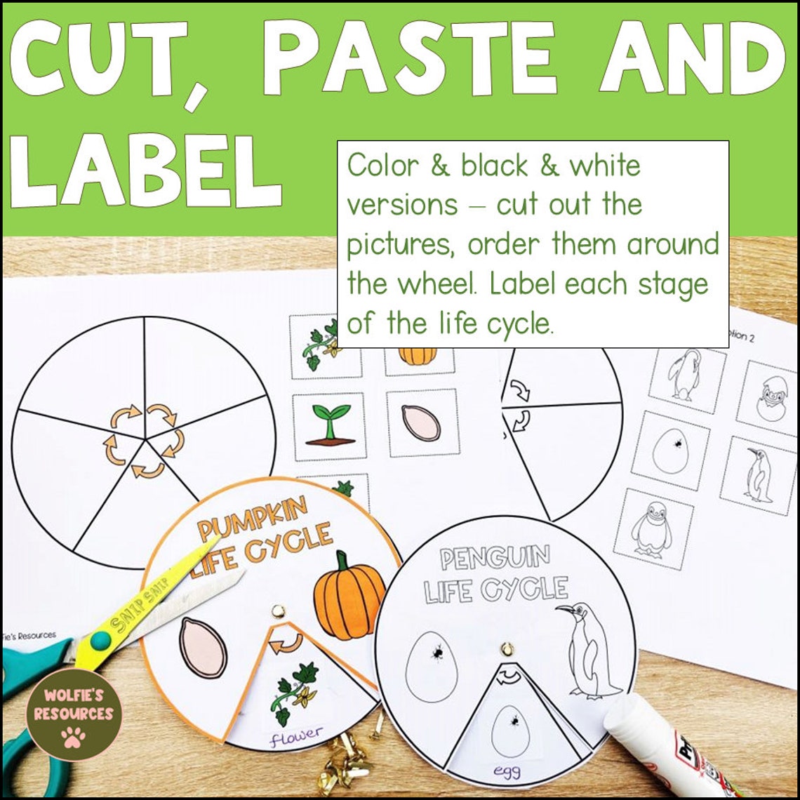 Life Cycle Wheels: Animal & Plant Learning Activity - Etsy