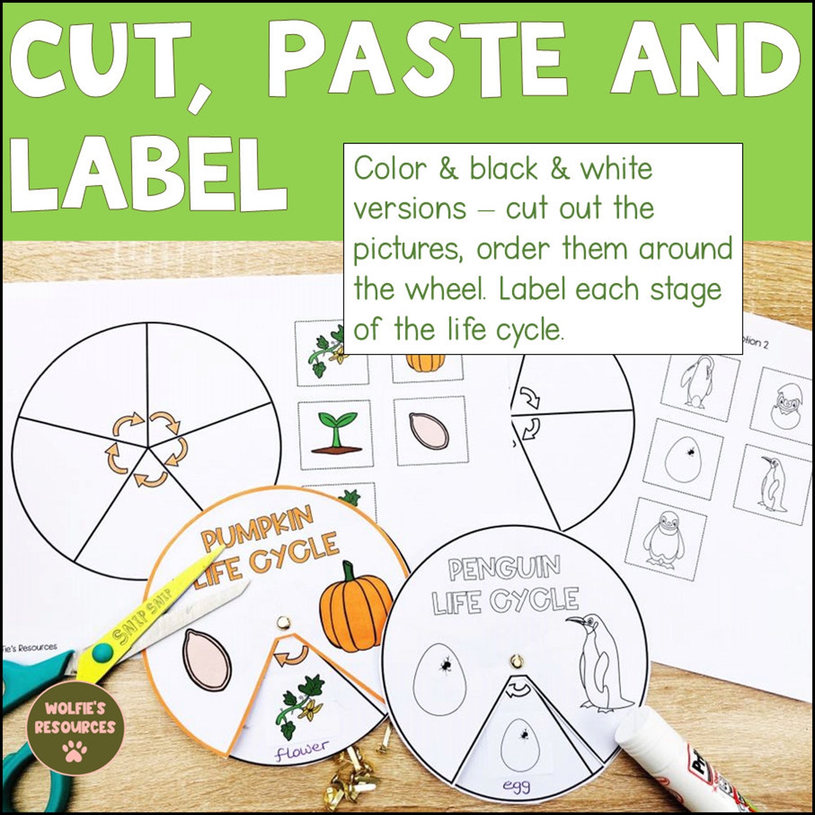 Life Cycle Wheels: Animal & Plant Learning Activity - Etsy