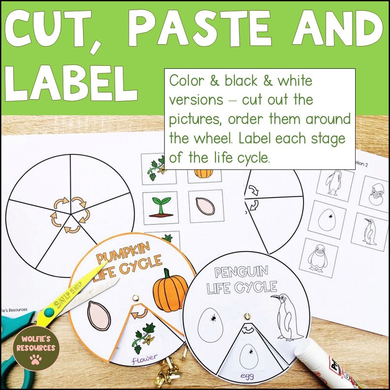 Life Cycle Wheels: Animal & Plant Learning Activity - Etsy