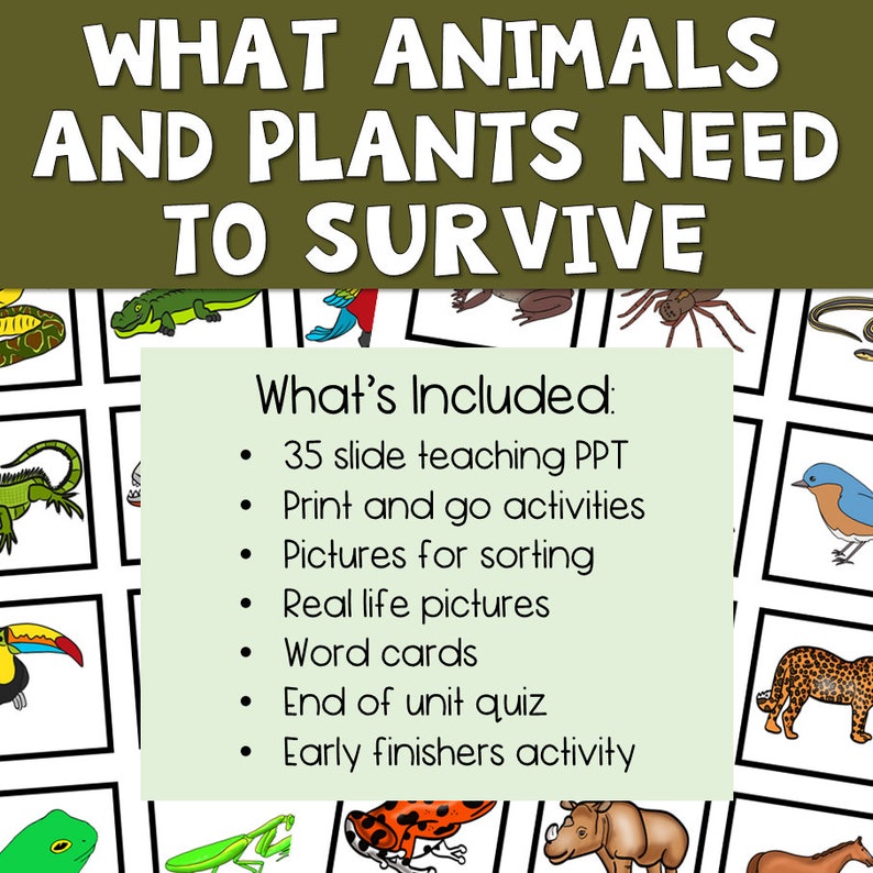 What Animals and Plants Need to Survive Kindergarten - Etsy