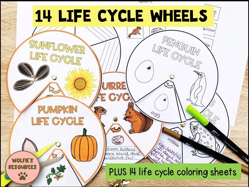 Life Cycle Wheels 14 Life Cycle Wheels - Etsy Canada
