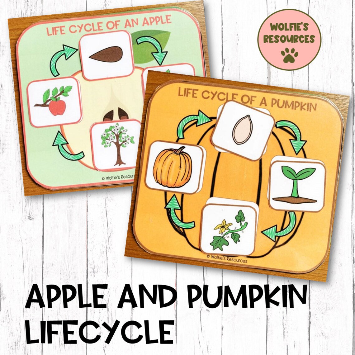 Life Cycle Game - Etsy