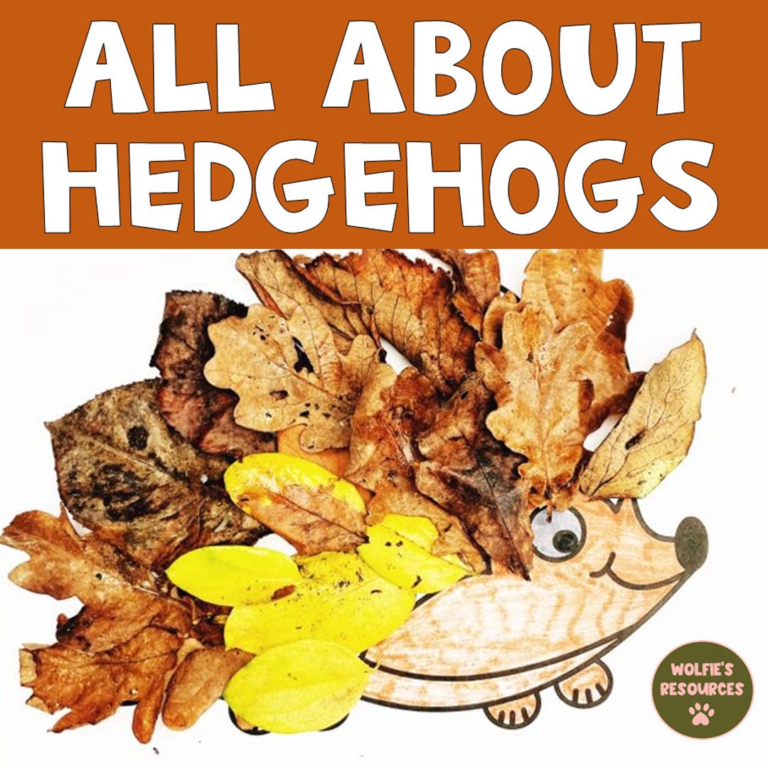 All About Hedgehogs for Preschool, Kindergarten, Homeschool - Etsy