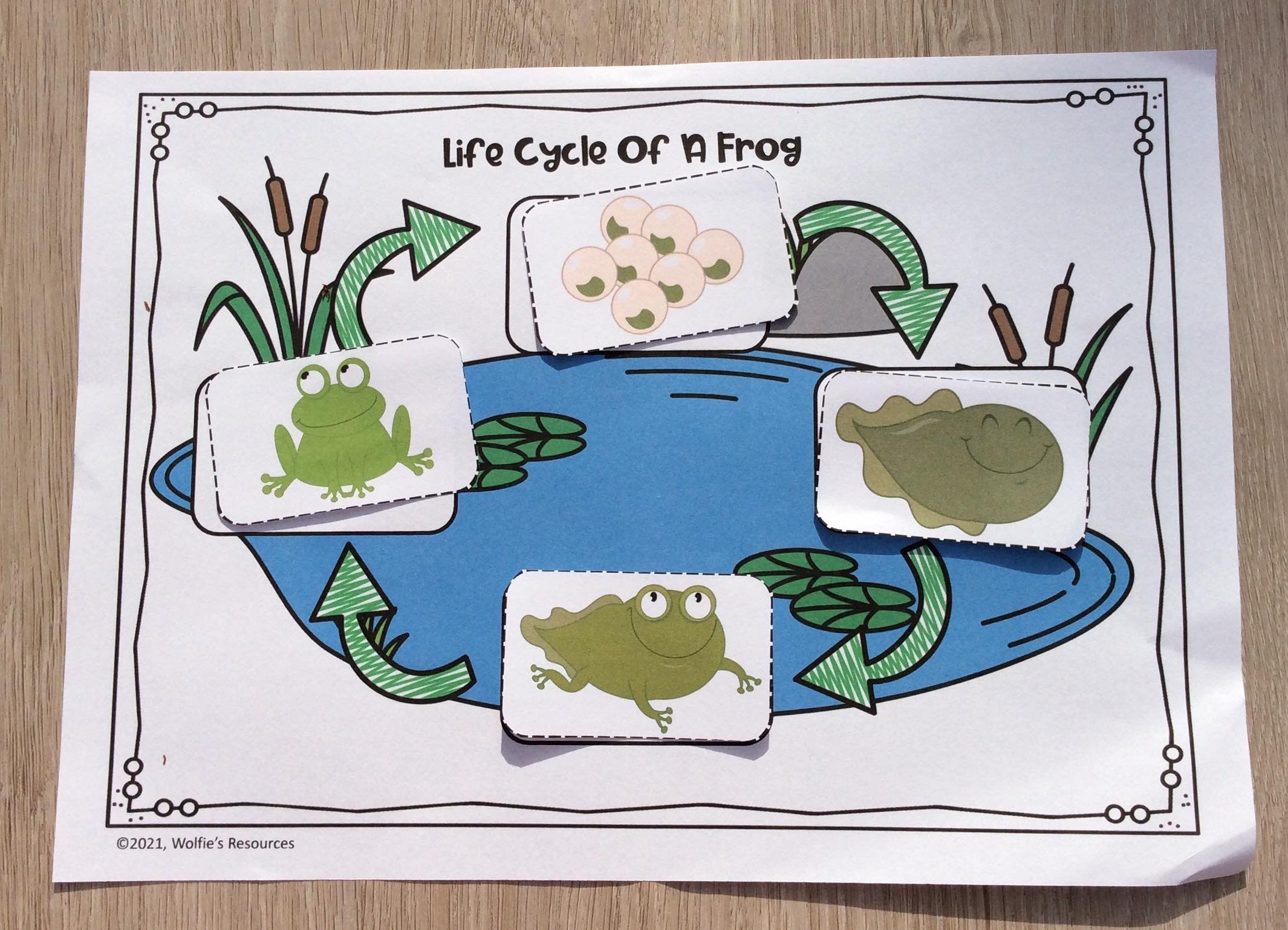 Hoja De Trabajo Para Recortar Y Pegar Del Ciclo De Vida De Una Rana