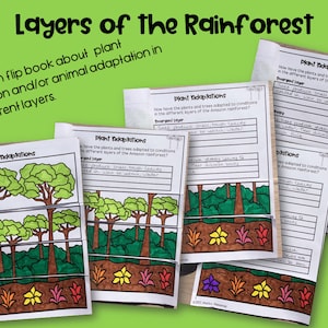 Amazon Rainforest Layers, - Etsy