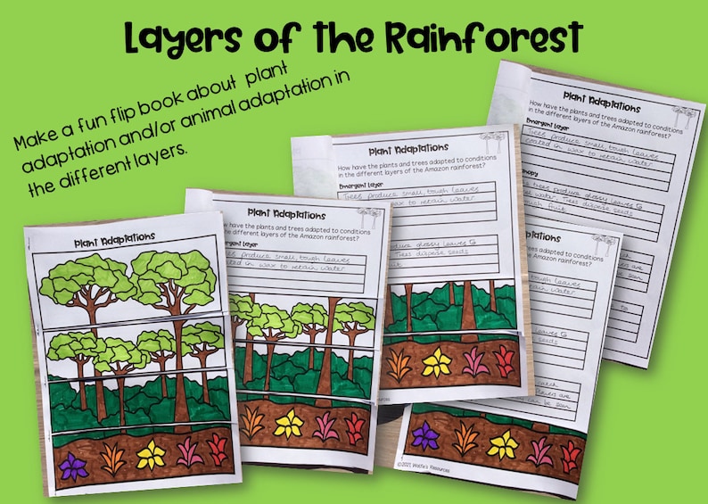 Amazon Rainforest Layers, - Etsy