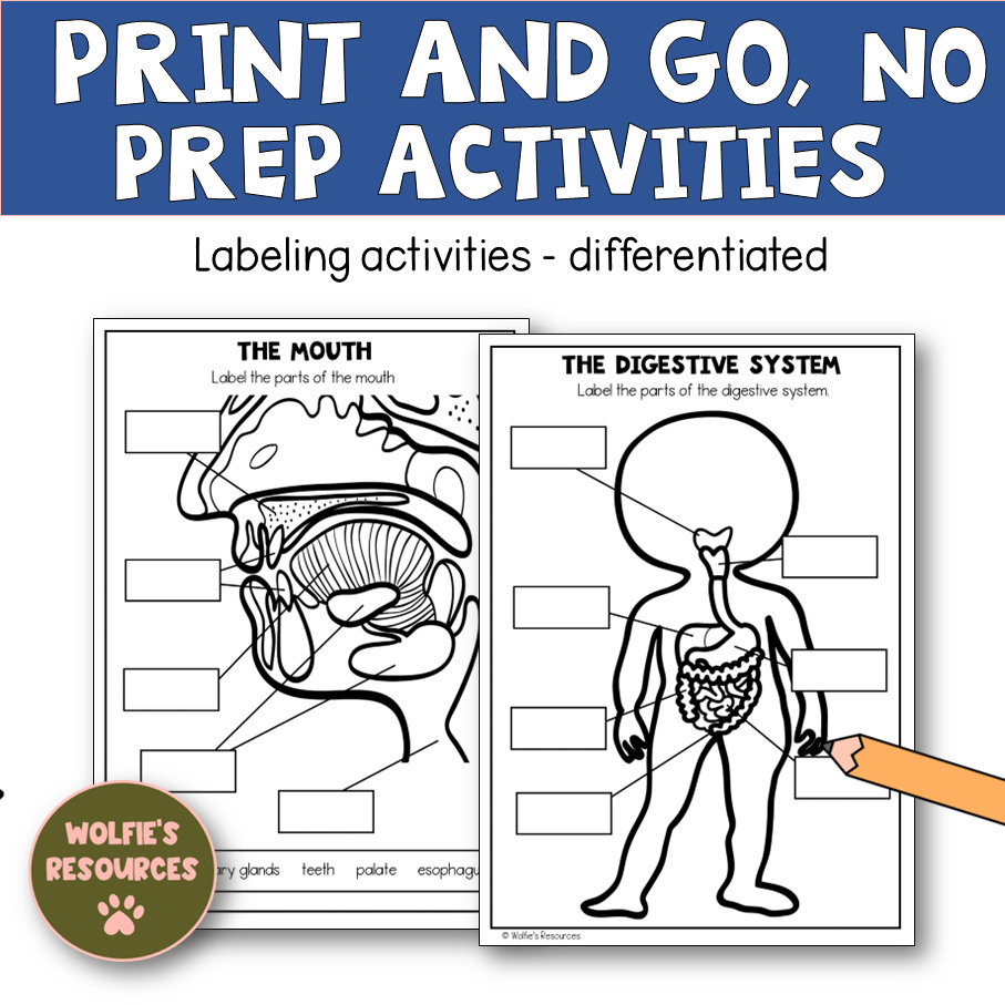 The Digestive System Printables, Worksheets, Activities, Homeschool - Etsy