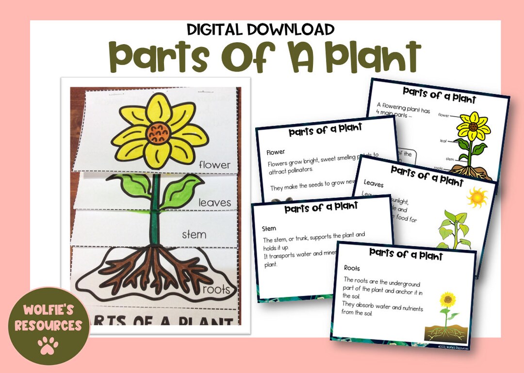 Parts of A Plant - Etsy UK