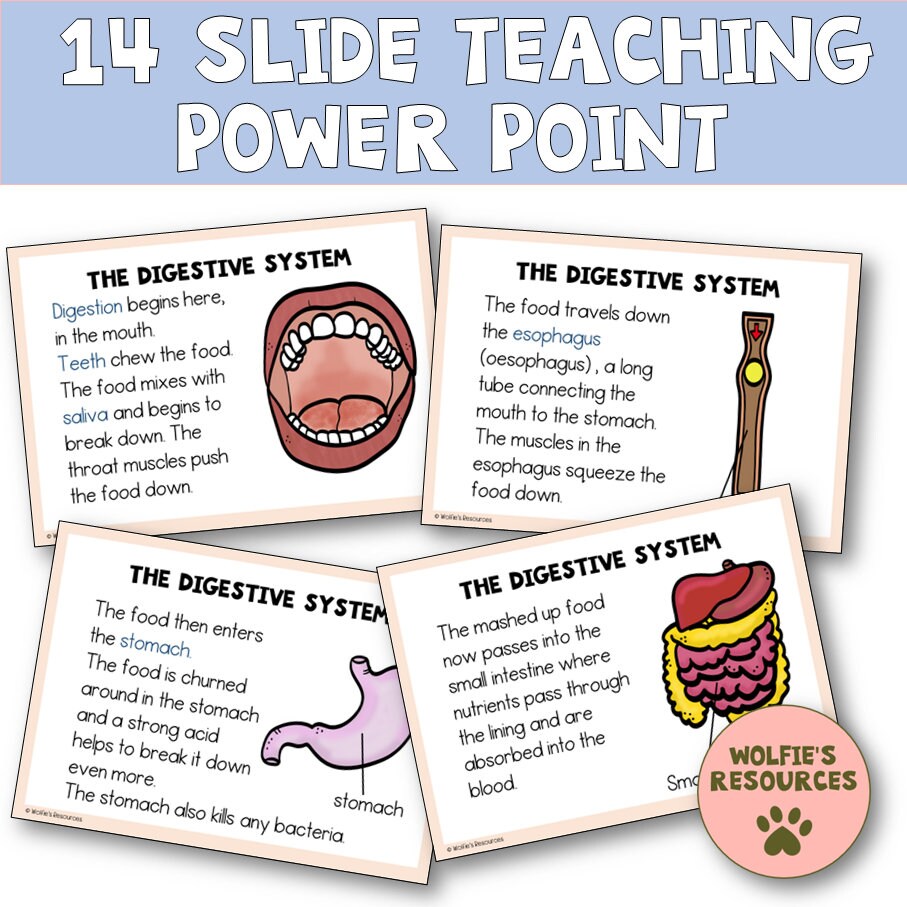 The Digestive System Printables, Worksheets, Activities, Homeschool - Etsy