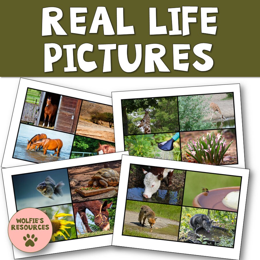 What Animals and Plants Need to Survive Kindergarten - Etsy