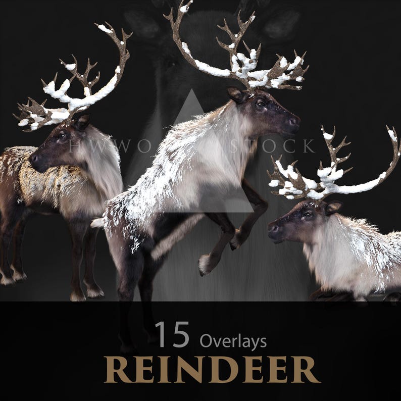 Dear Reindeer/winter/animals/cozy/magical/composite/png/overlay/fantasy ...