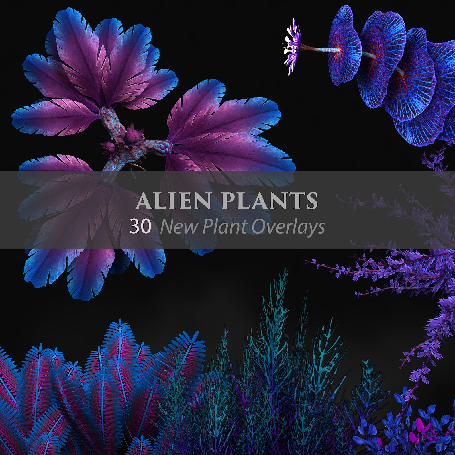 Alien Plants/colorful/leaves/fantasy Plants/spring/romantic/tropical ...