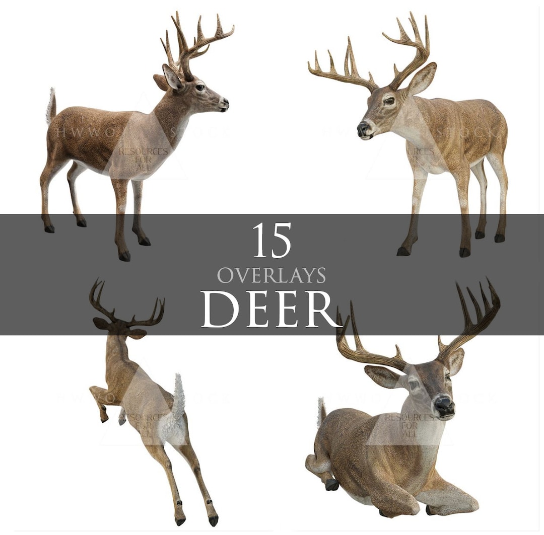 Deer/animals/composite/pngs/png/overlay/overlays/3d Rendered/wild ...