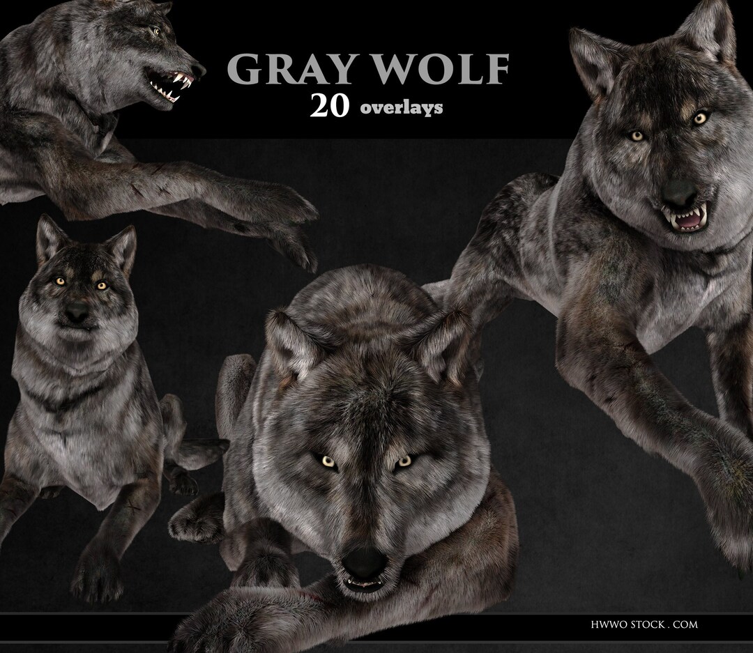 Gray Wolf/wolf/wolves/wild Animal/composite/pngs/png/overlay/overlays ...