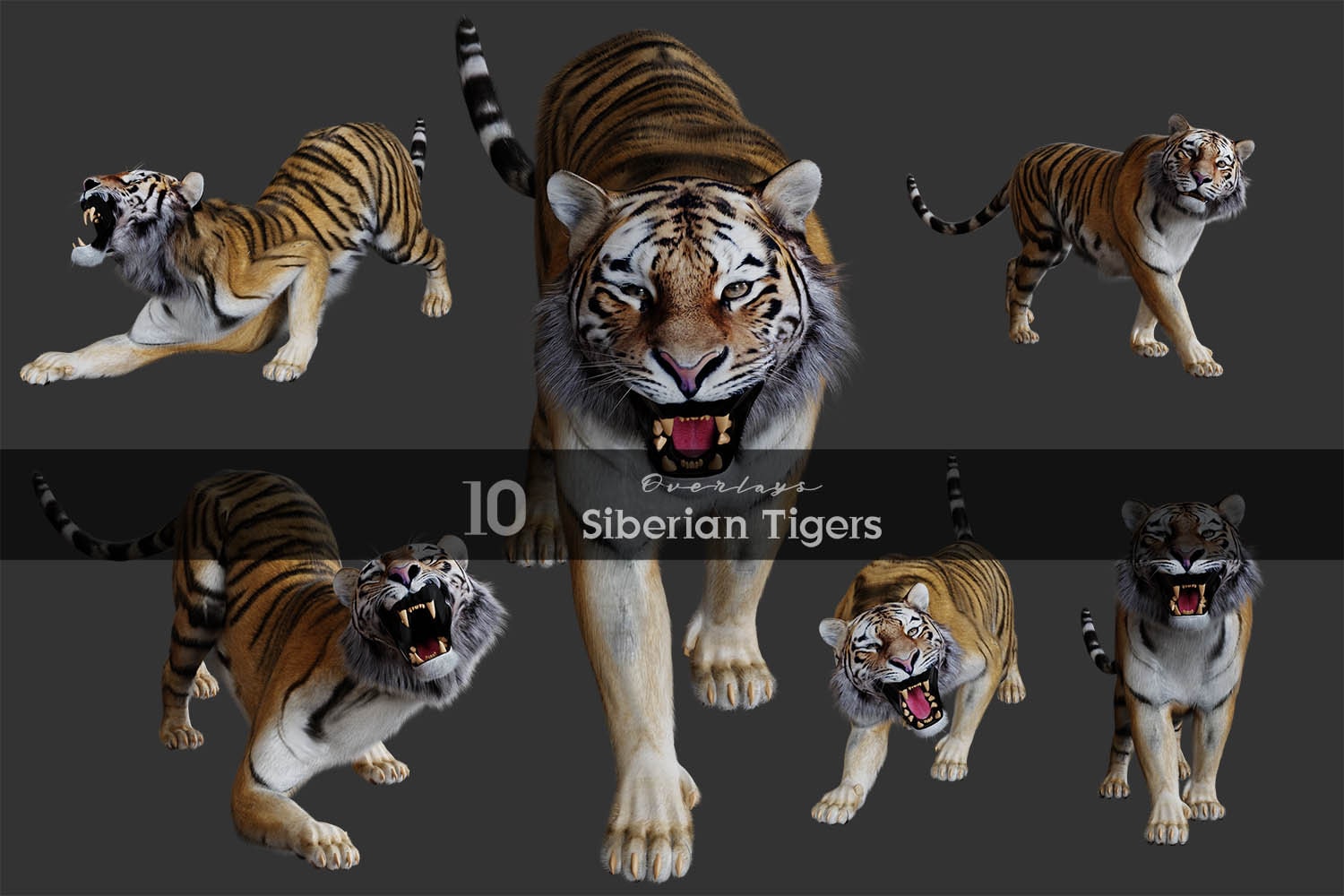Digital Drawing & Illustration Siberian Tiger/Wild Animals/3D rendered ...