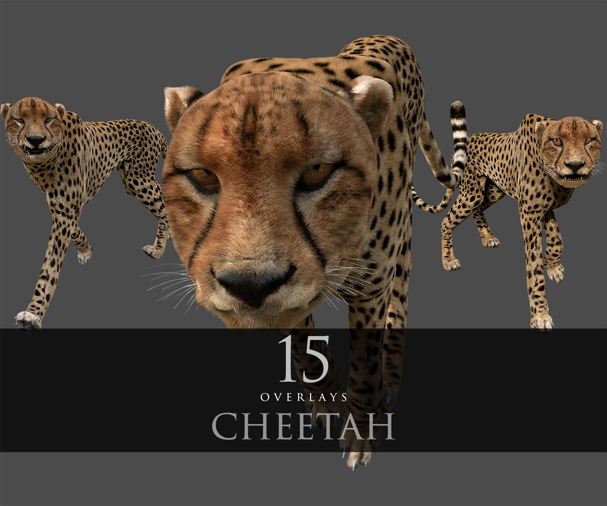 Digital Drawing & Illustration Siberian Tiger/Wild Animals/3D rendered ...