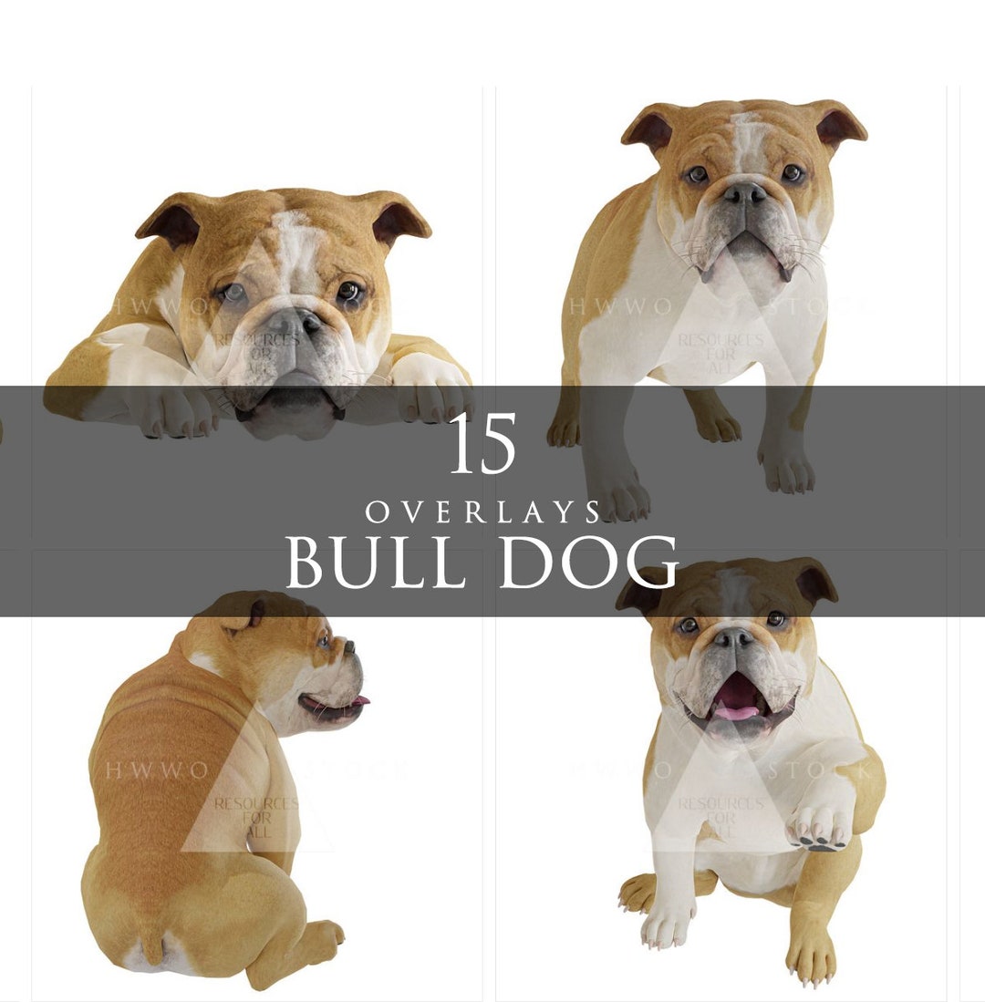 Bull Dog/animals/composite/pngs/png/overlay/overlays/3d Rendered/pets ...