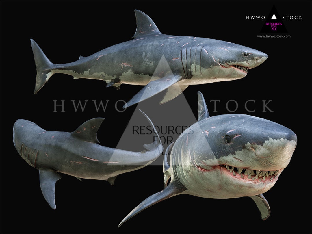 White Shark/great Shark/composite/pngs/png/overlay/overlays/underwater ...