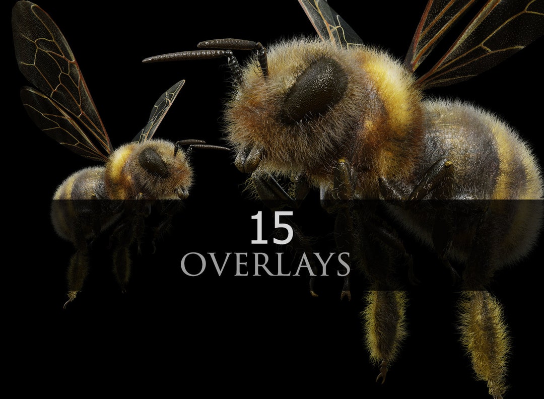 Bee/animals/insect/composite/queen/png/overlay/overlays/3d Rendered ...